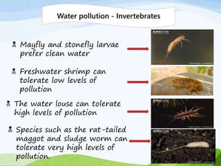 Indicator Species Examples