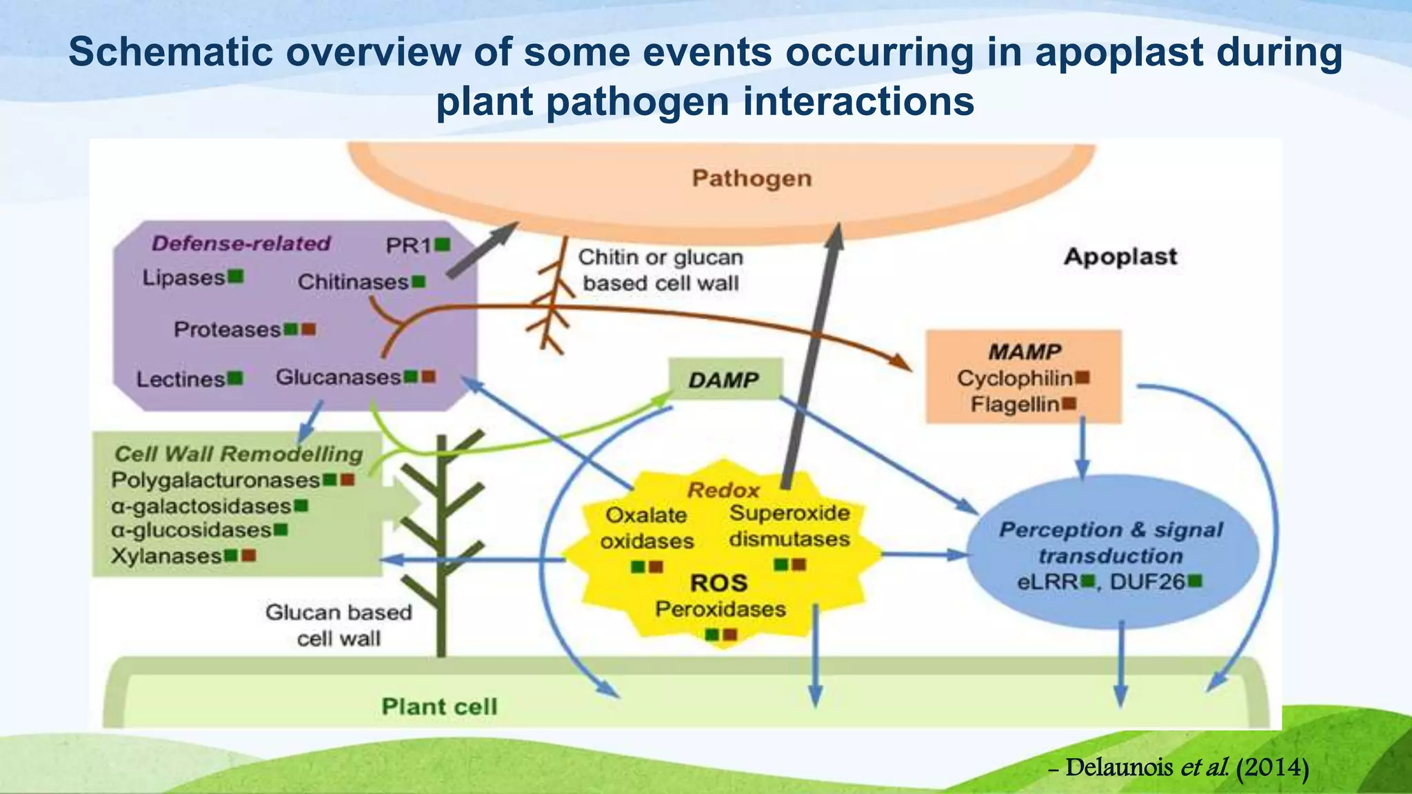 Cell Wall Associated Mechanisms of Disease Resistance & Susceptibility ...
