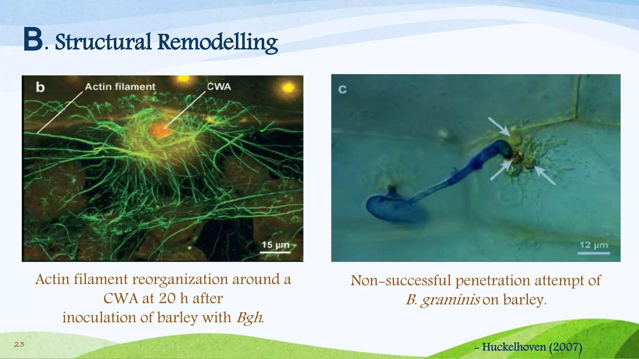 Cell Wall Associated Mechanisms of Disease Resistance & Susceptibility ...