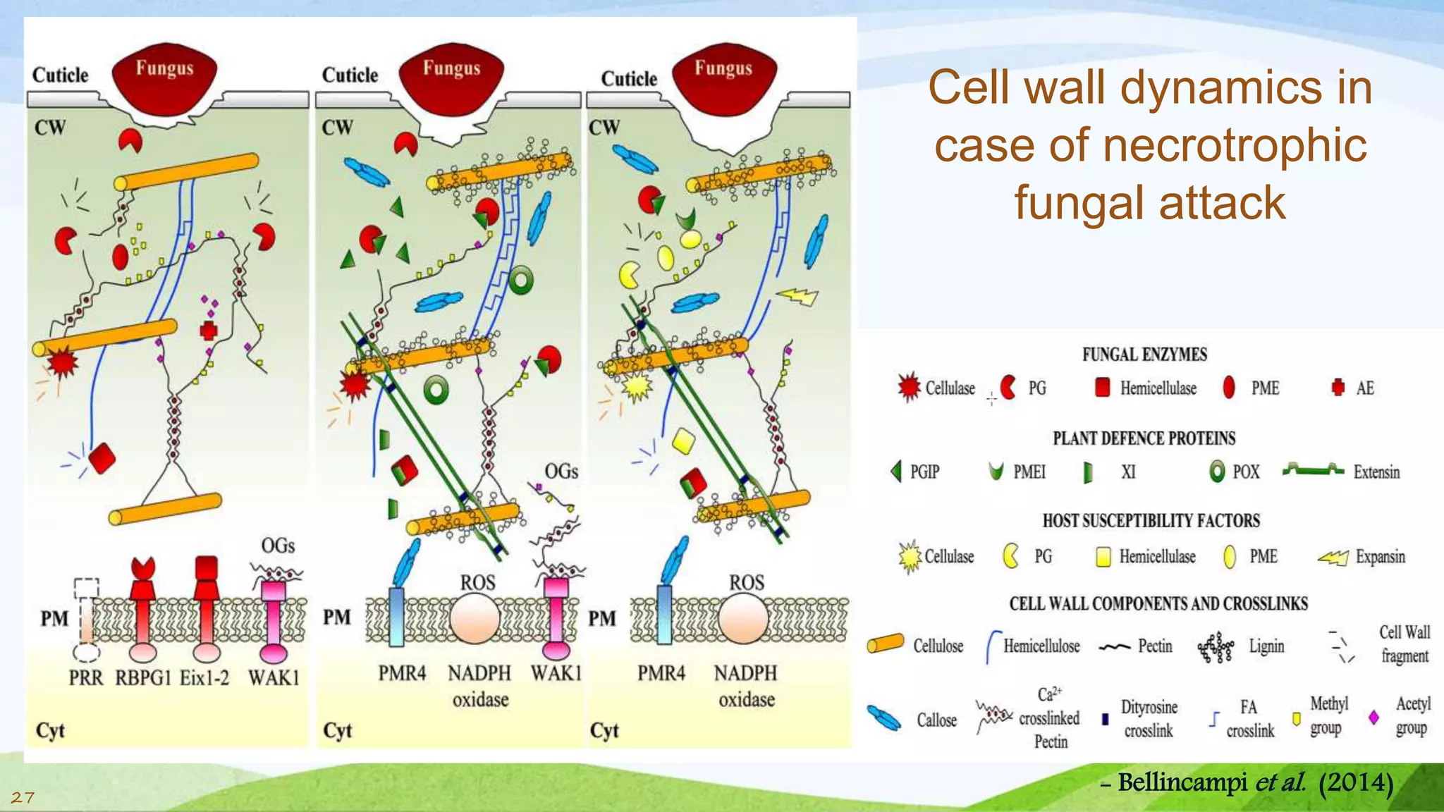 Cell Wall Associated Mechanisms of Disease Resistance & Susceptibility ...