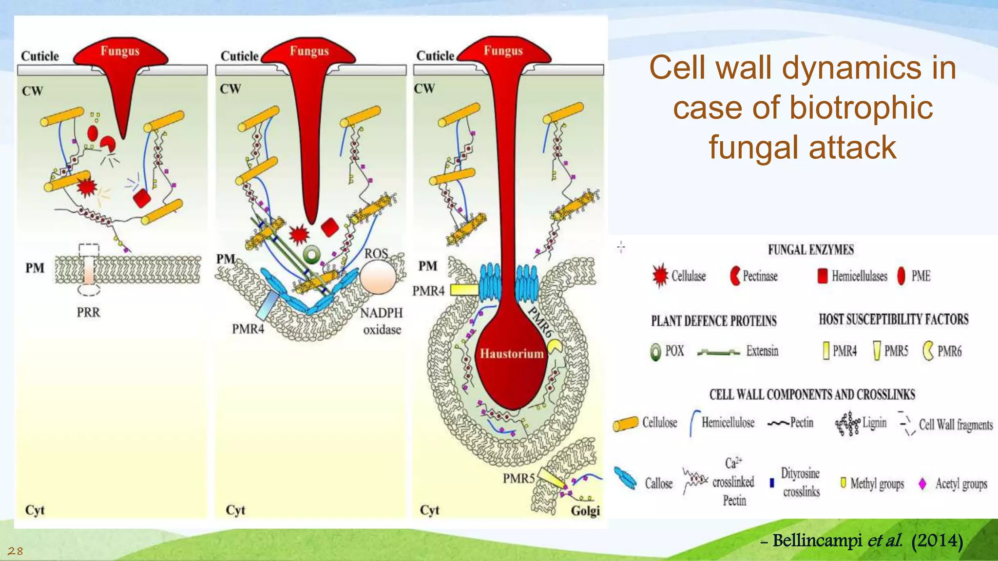 Cell Wall Associated Mechanisms of Disease Resistance & Susceptibility ...