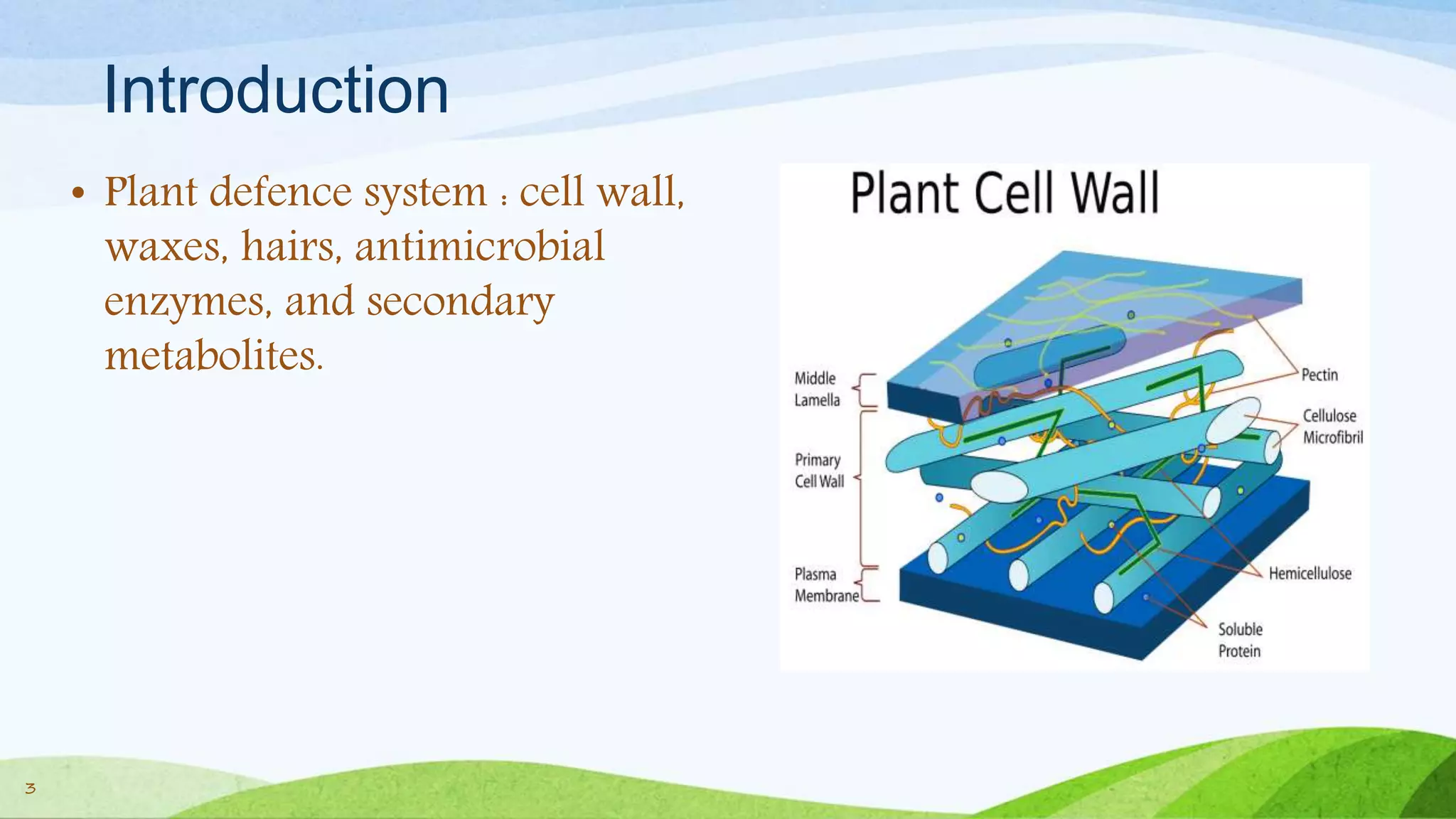 Cell Wall Associated Mechanisms of Disease Resistance & Susceptibility ...