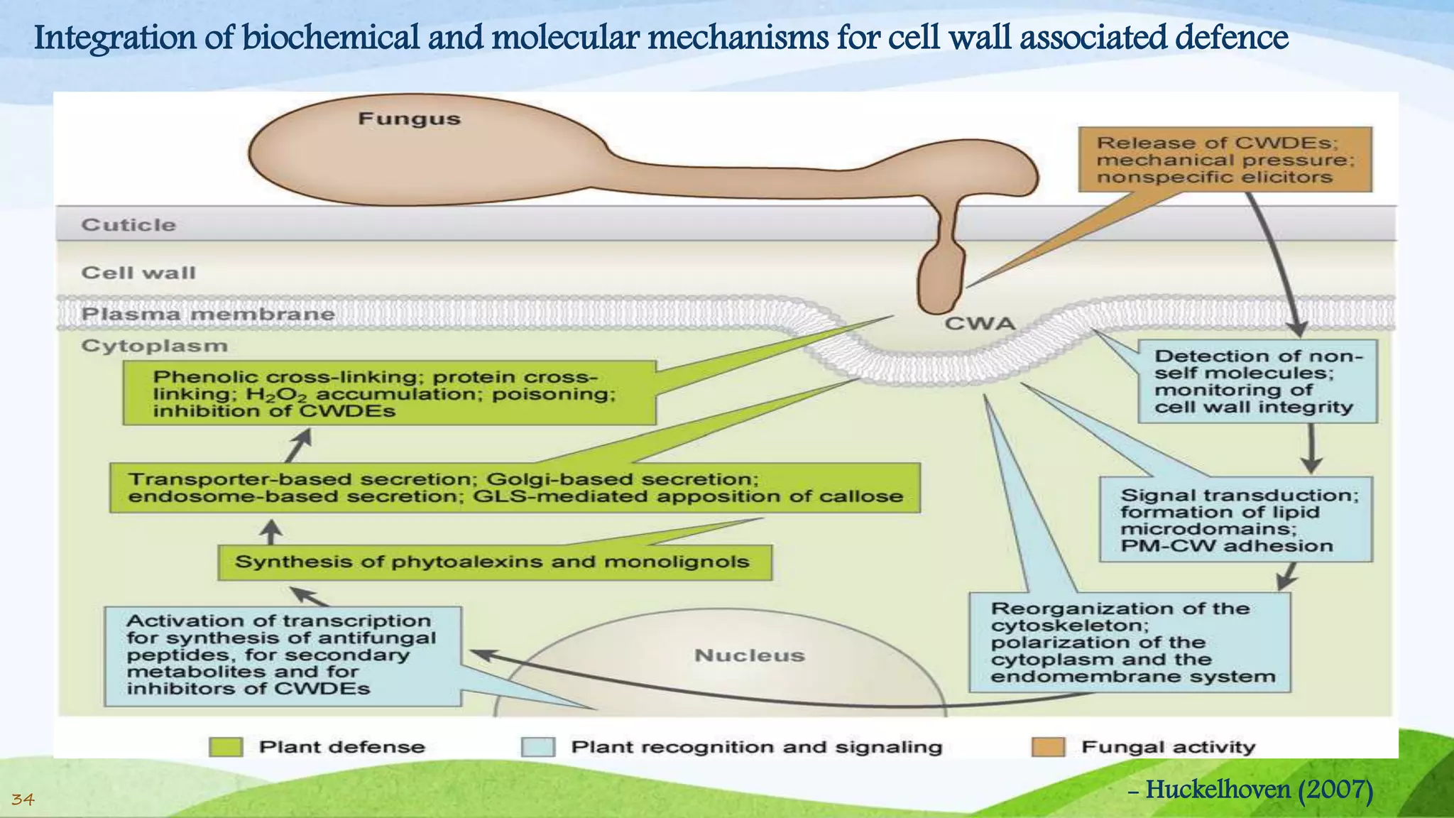 Cell Wall Associated Mechanisms of Disease Resistance & Susceptibility ...