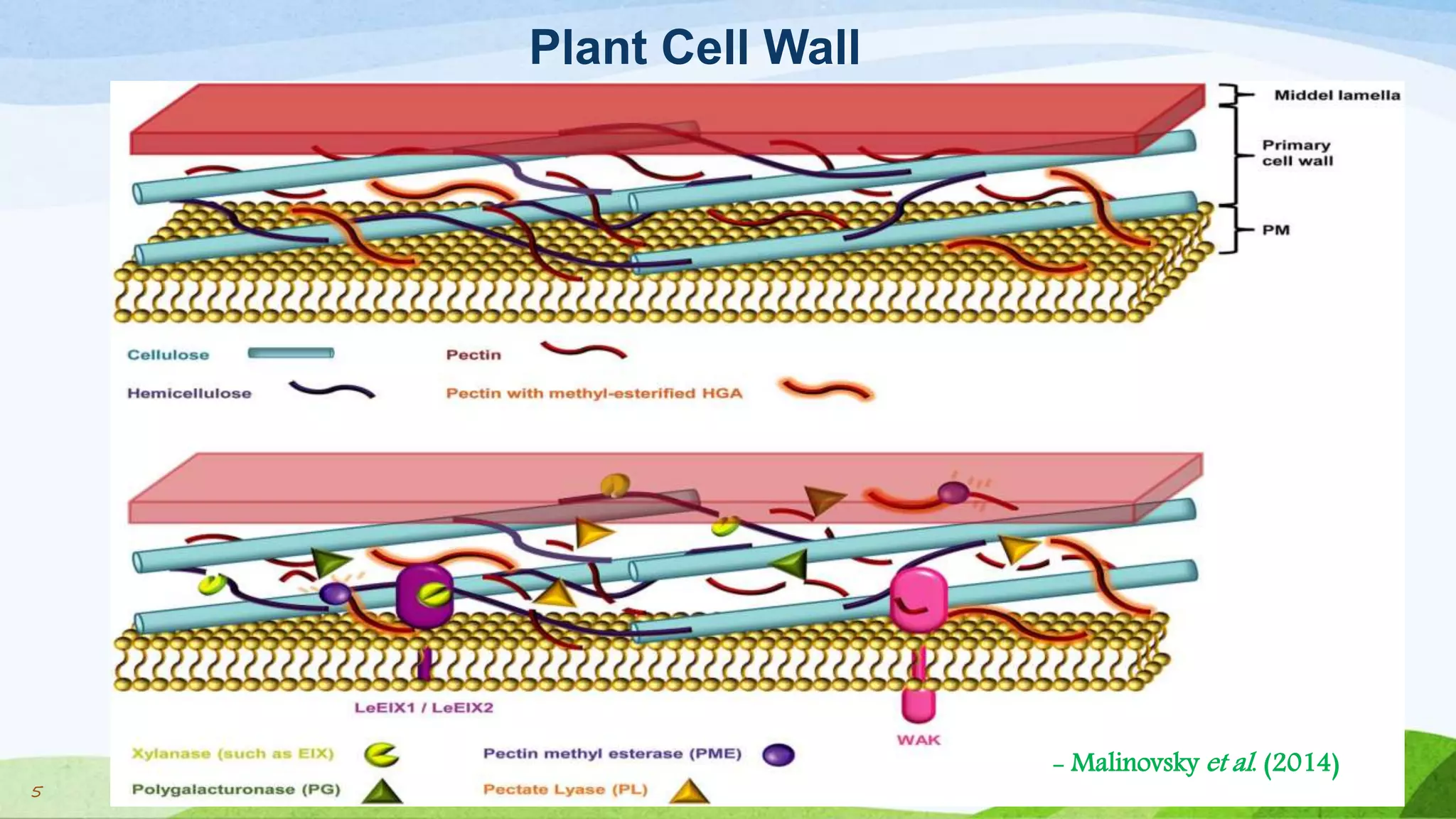 Cell Wall Associated Mechanisms of Disease Resistance & Susceptibility ...