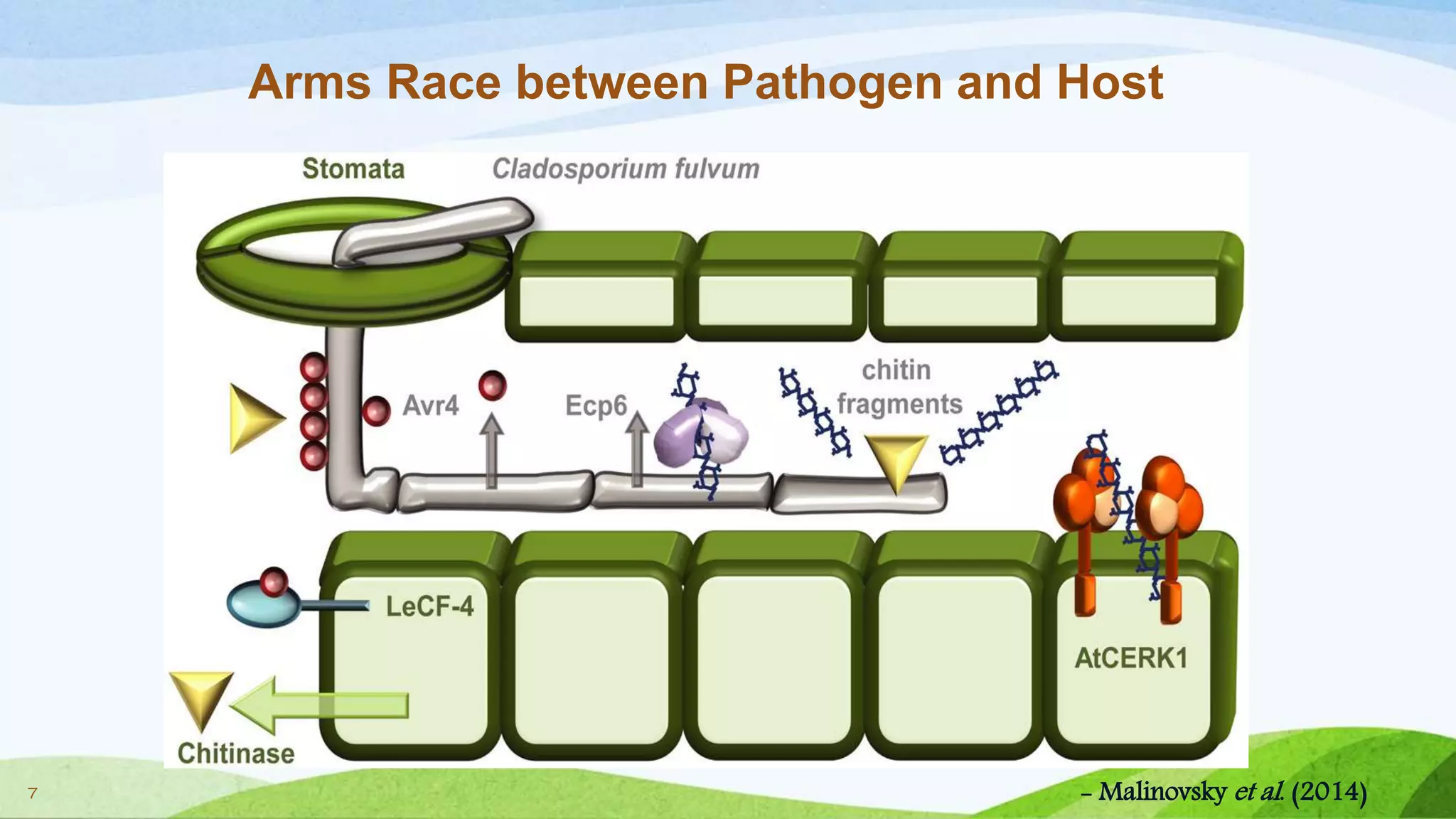 Cell Wall Associated Mechanisms of Disease Resistance & Susceptibility ...