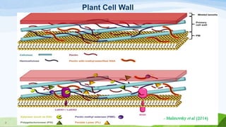 Cell Wall Associated Mechanisms of Disease Resistance & Susceptibility ...
