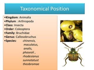 recent trends in management of pulse beetle | PPT
