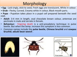 recent trends in management of pulse beetle | PPTX