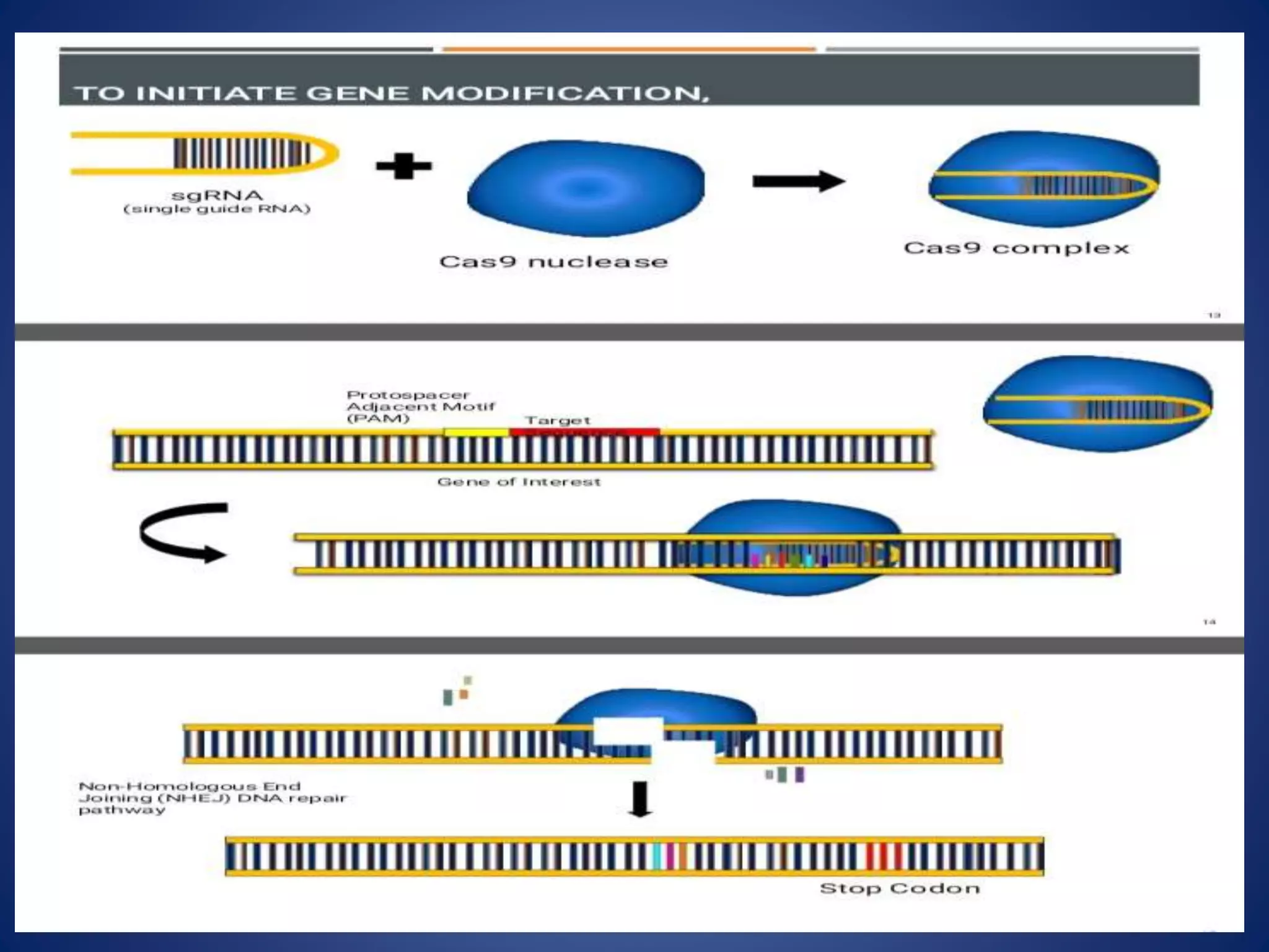 CRISPR/CAS9- THE GENE EDITING TOOL | PPTX