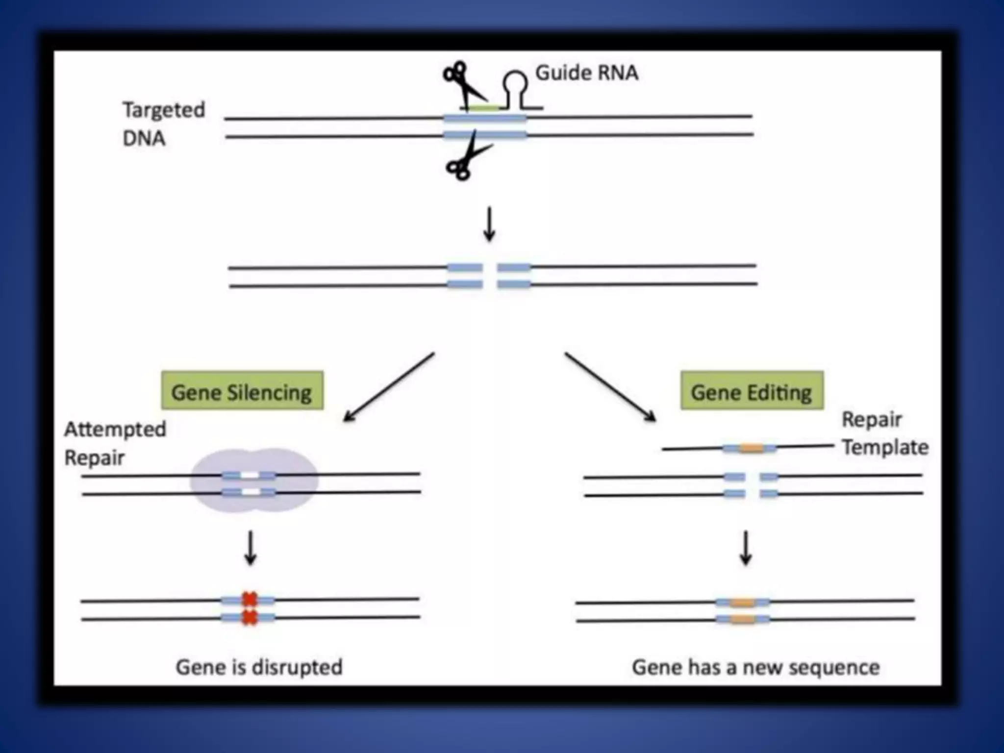 CRISPR/CAS9- THE GENE EDITING TOOL | PPTX