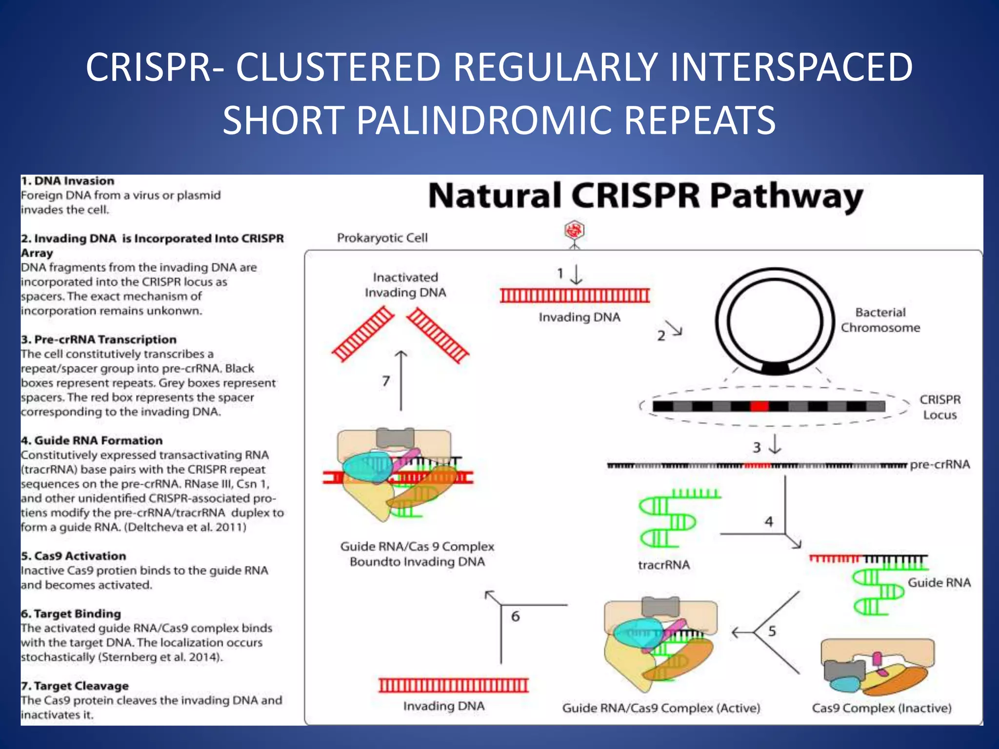 CRISPR/CAS9- THE GENE EDITING TOOL | PPTX