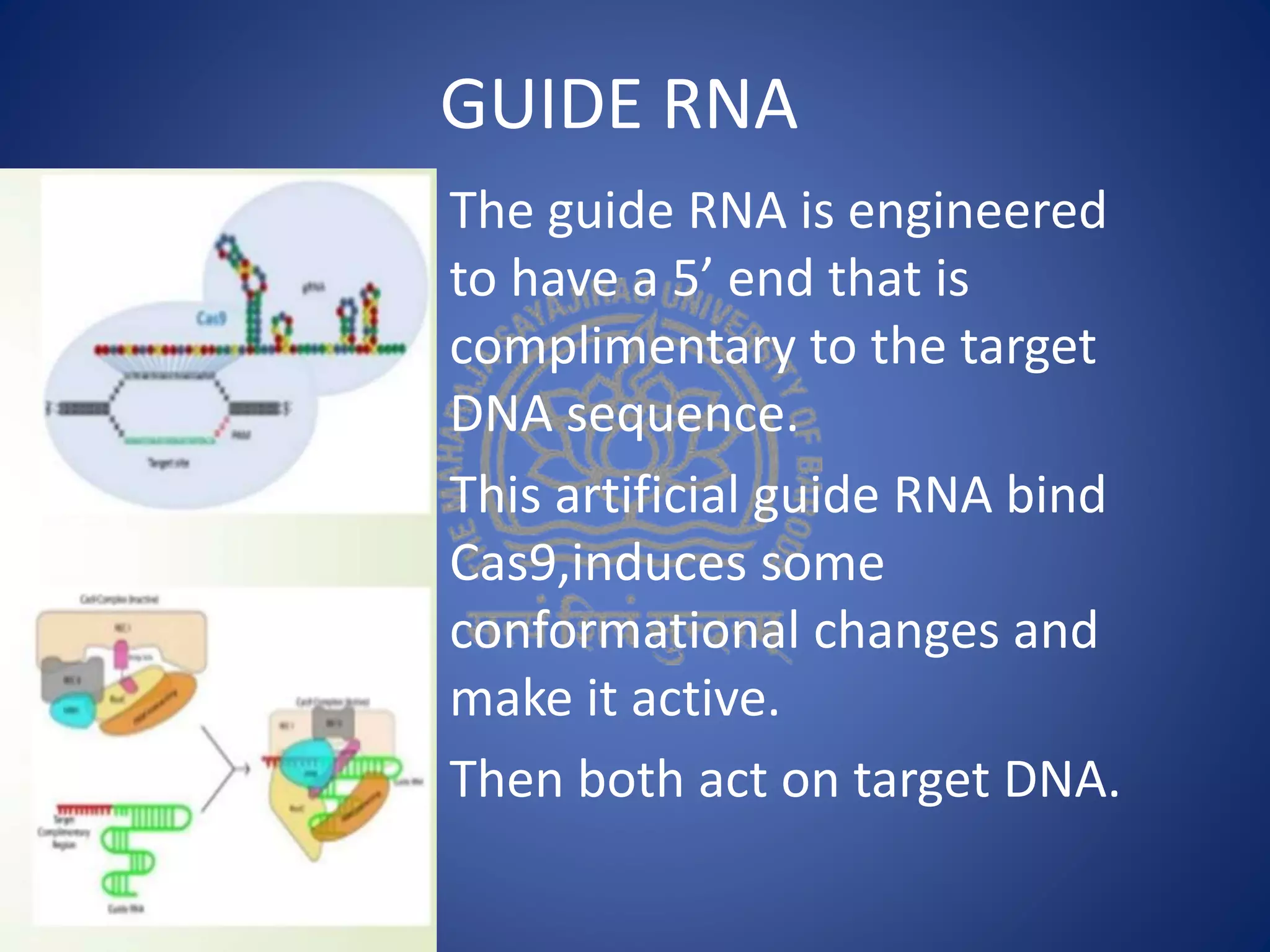 CRISPR/CAS9- THE GENE EDITING TOOL | PPTX