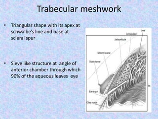 angle structure anatomy& IOP | PPTX