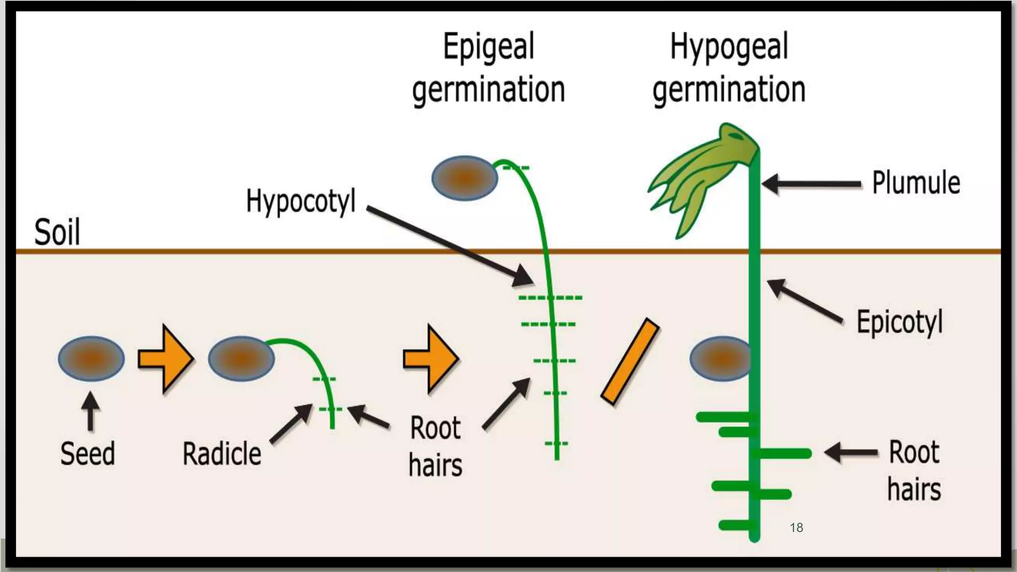 SEED GERMINATION | PPTX | Gardening | Home & Garden