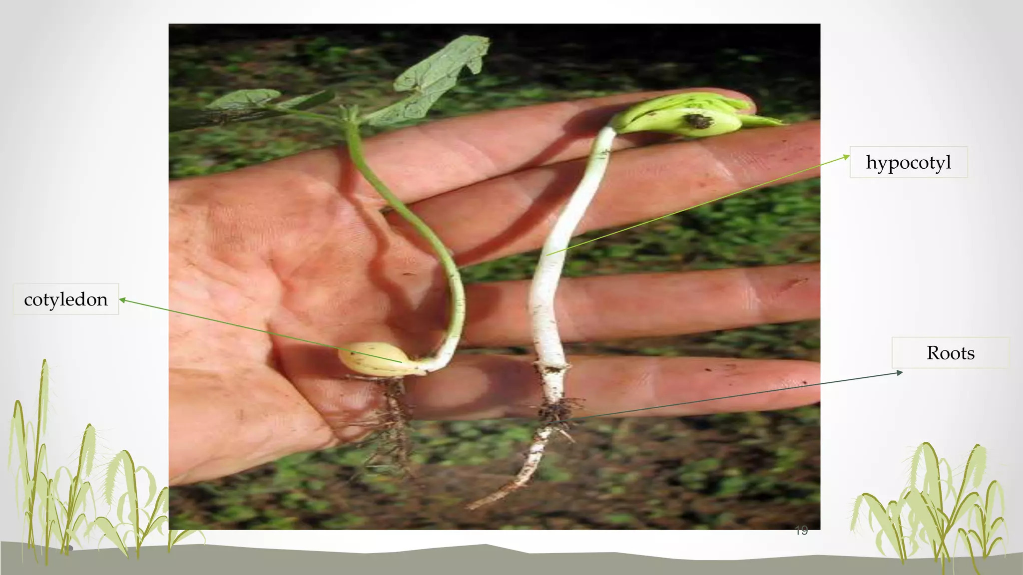 SEED GERMINATION | PPTX