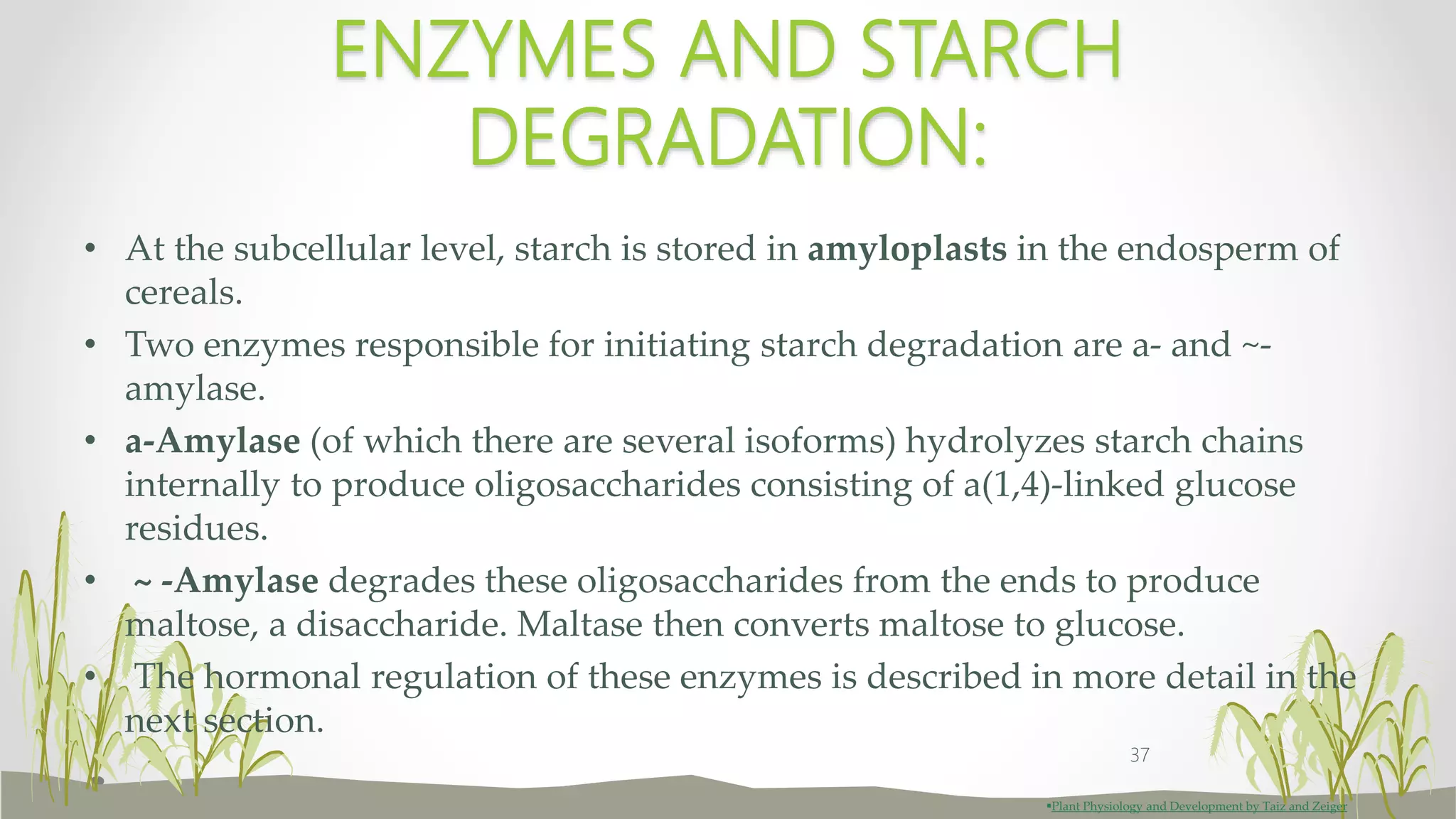 SEED GERMINATION | PPTX