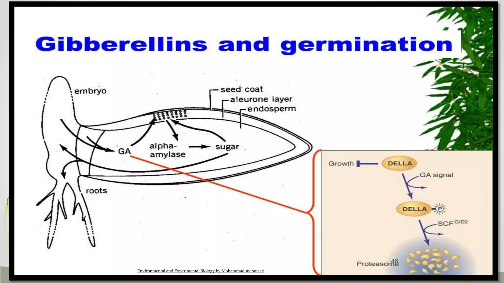 SEED GERMINATION | PPTX