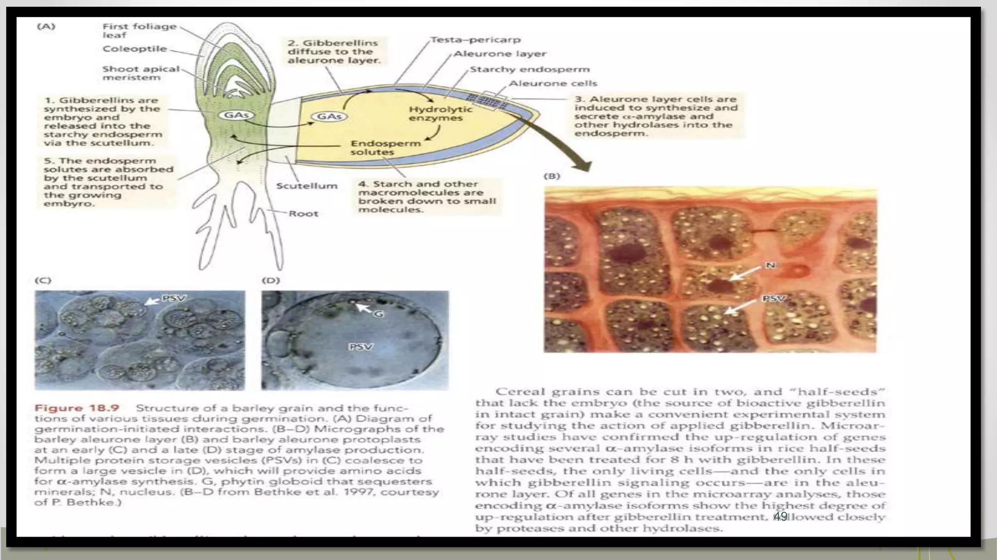 SEED GERMINATION | PPTX