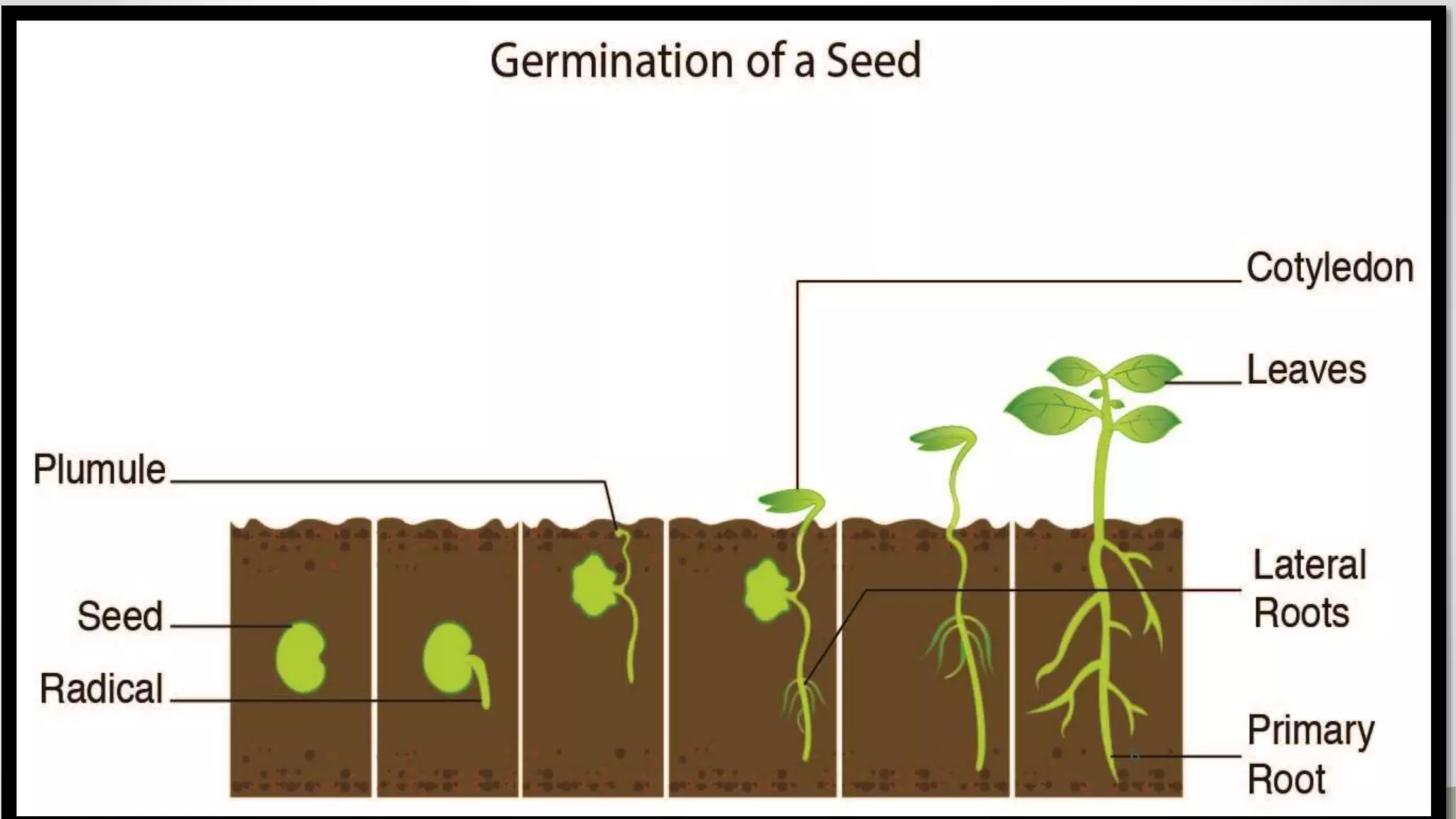 SEED GERMINATION | PPTX