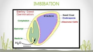 SEED GERMINATION | PPTX