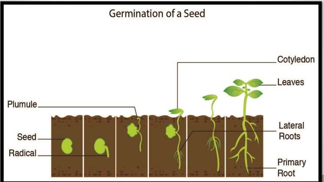 SEED GERMINATION | PPTX | Gardening | Home & Garden