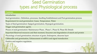 Seed Germination Process
