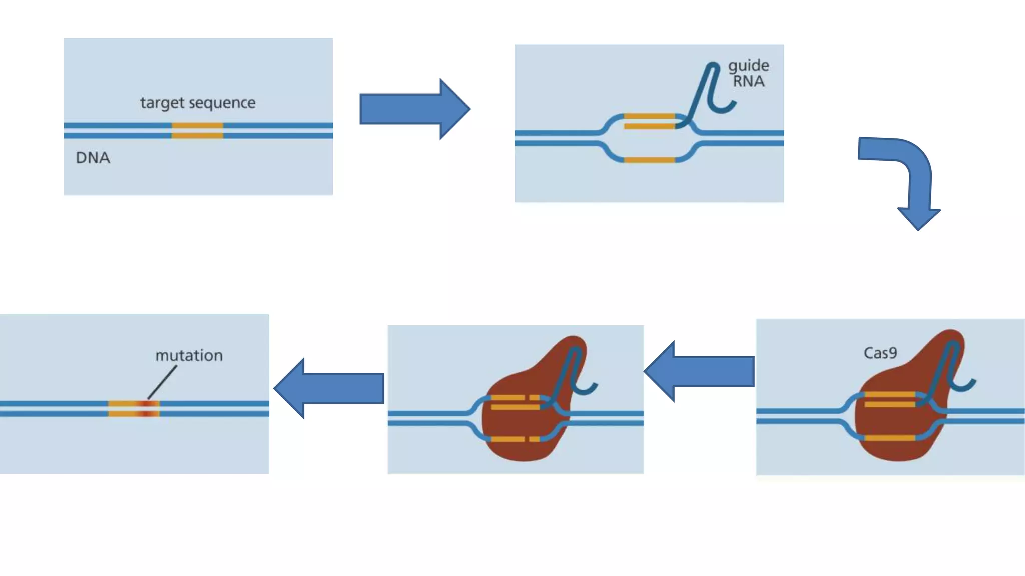 CRISPR-CAS9 | PPTX