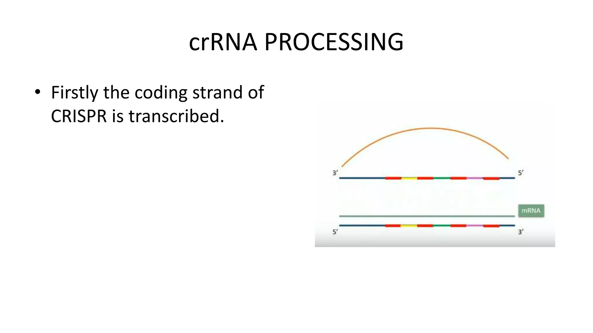 CRISPR-CAS9 | PPTX