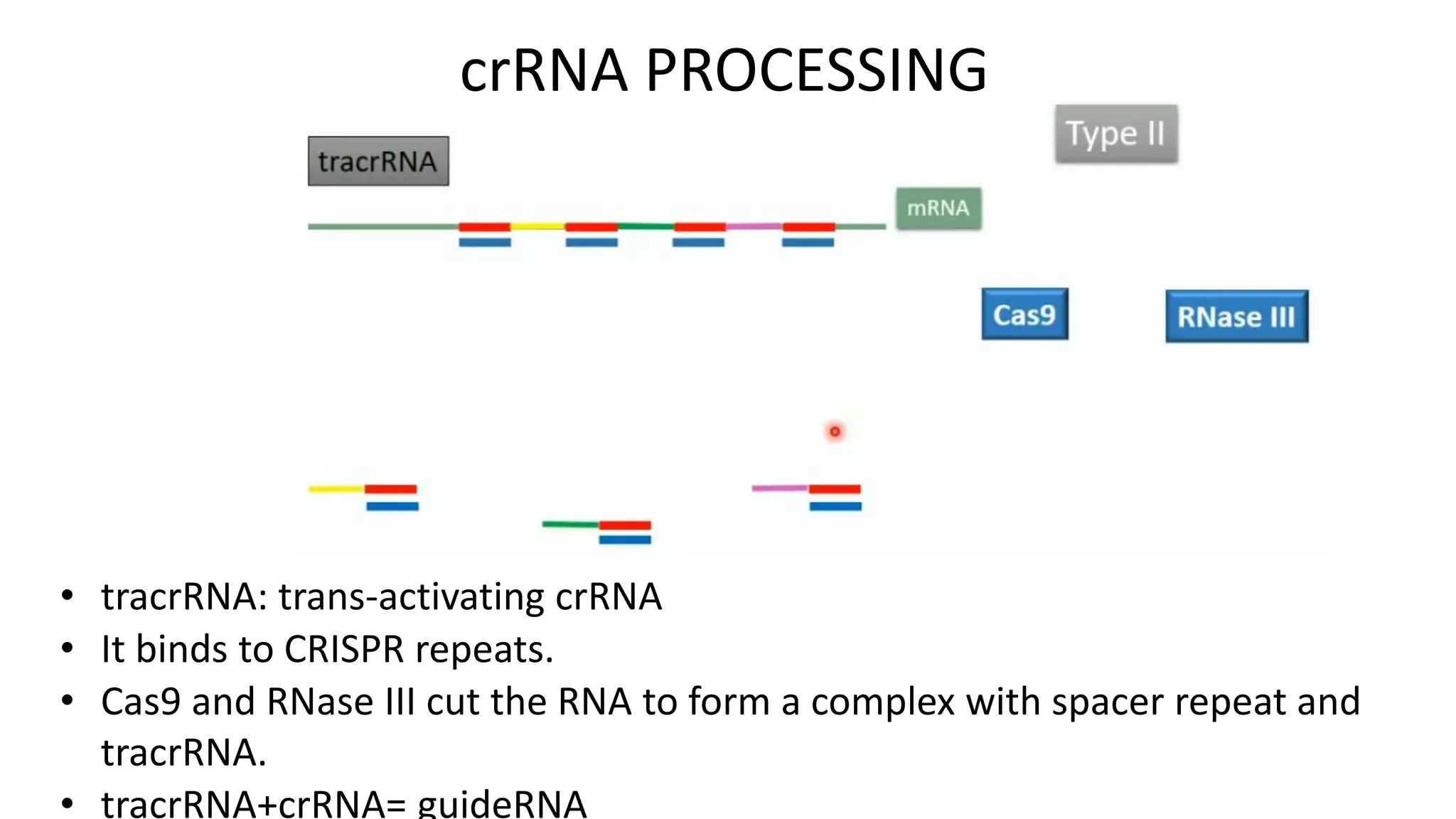 CRISPR-CAS9 | PPTX