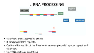CRISPR-CAS9 | PPT