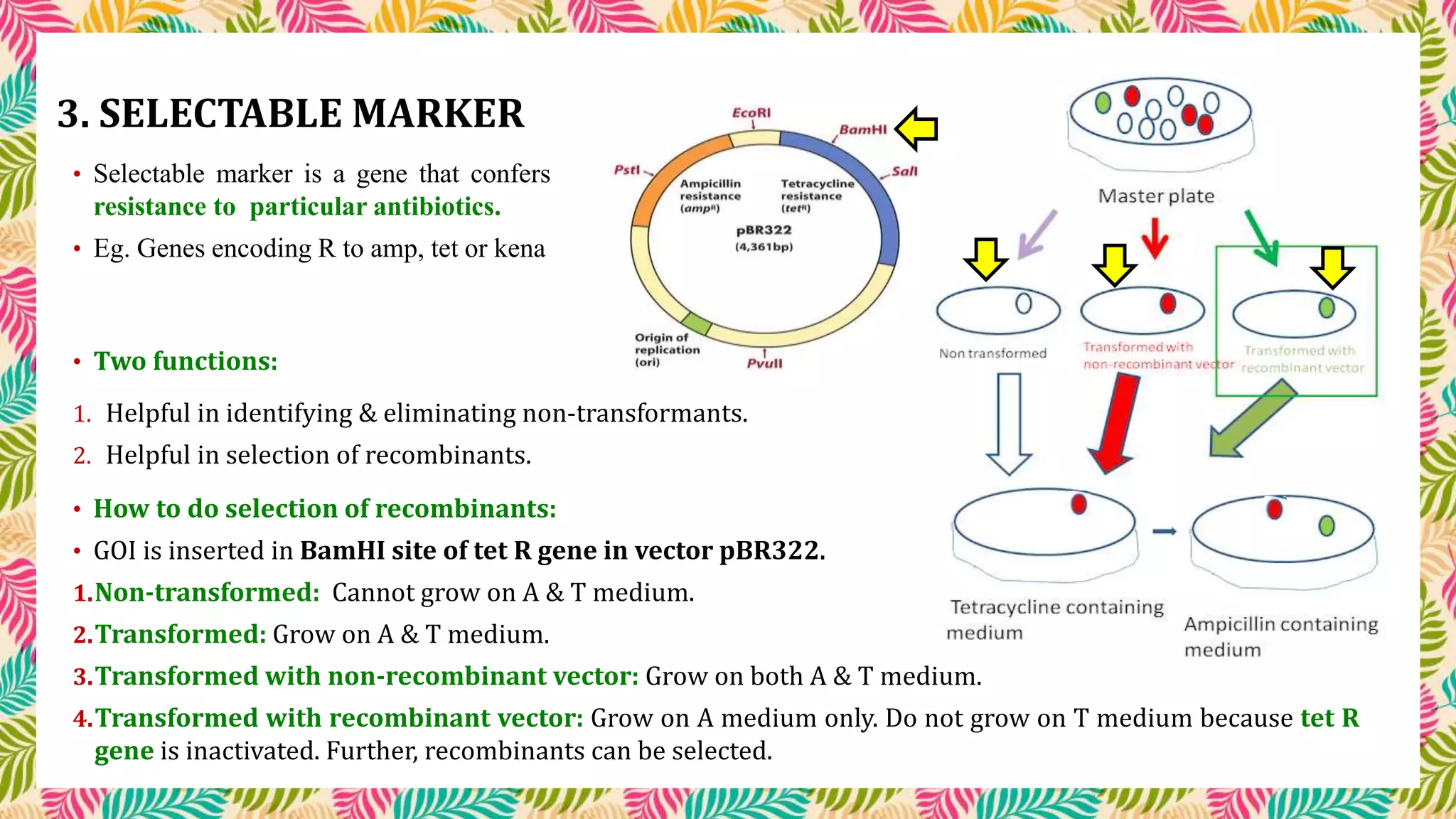 Cloning vectors | PPTX