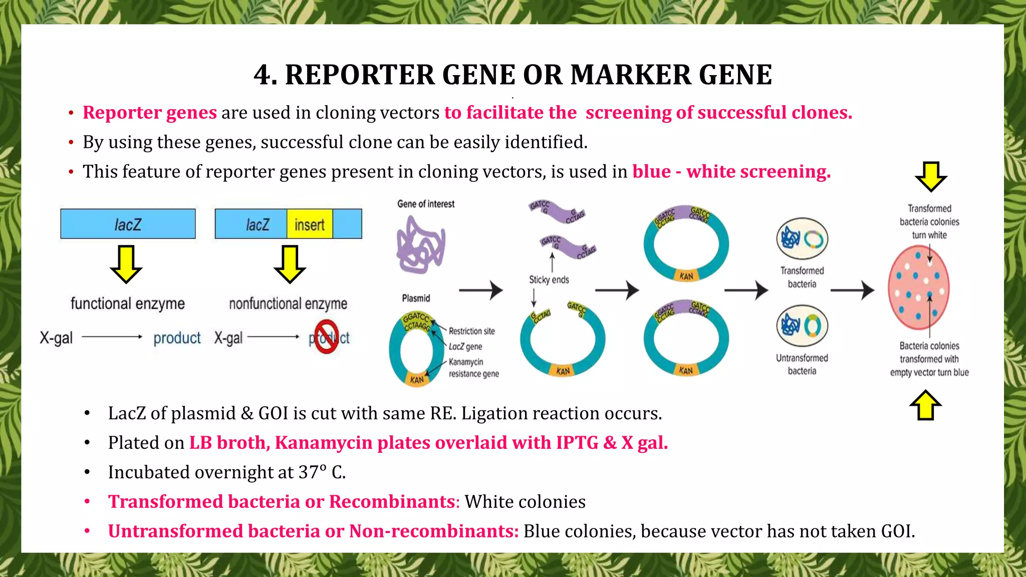 Cloning vectors | PPTX