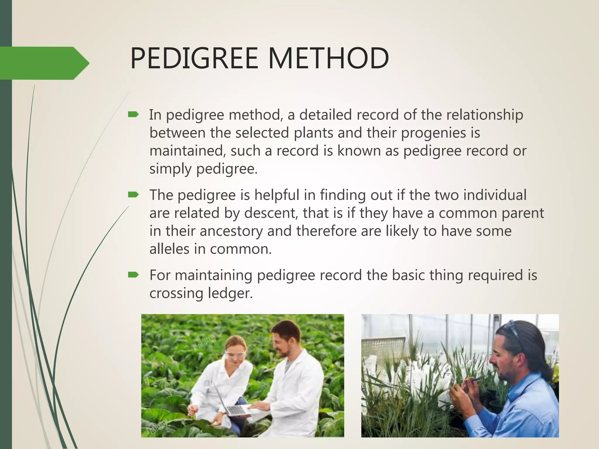 pedigree method | PPTX