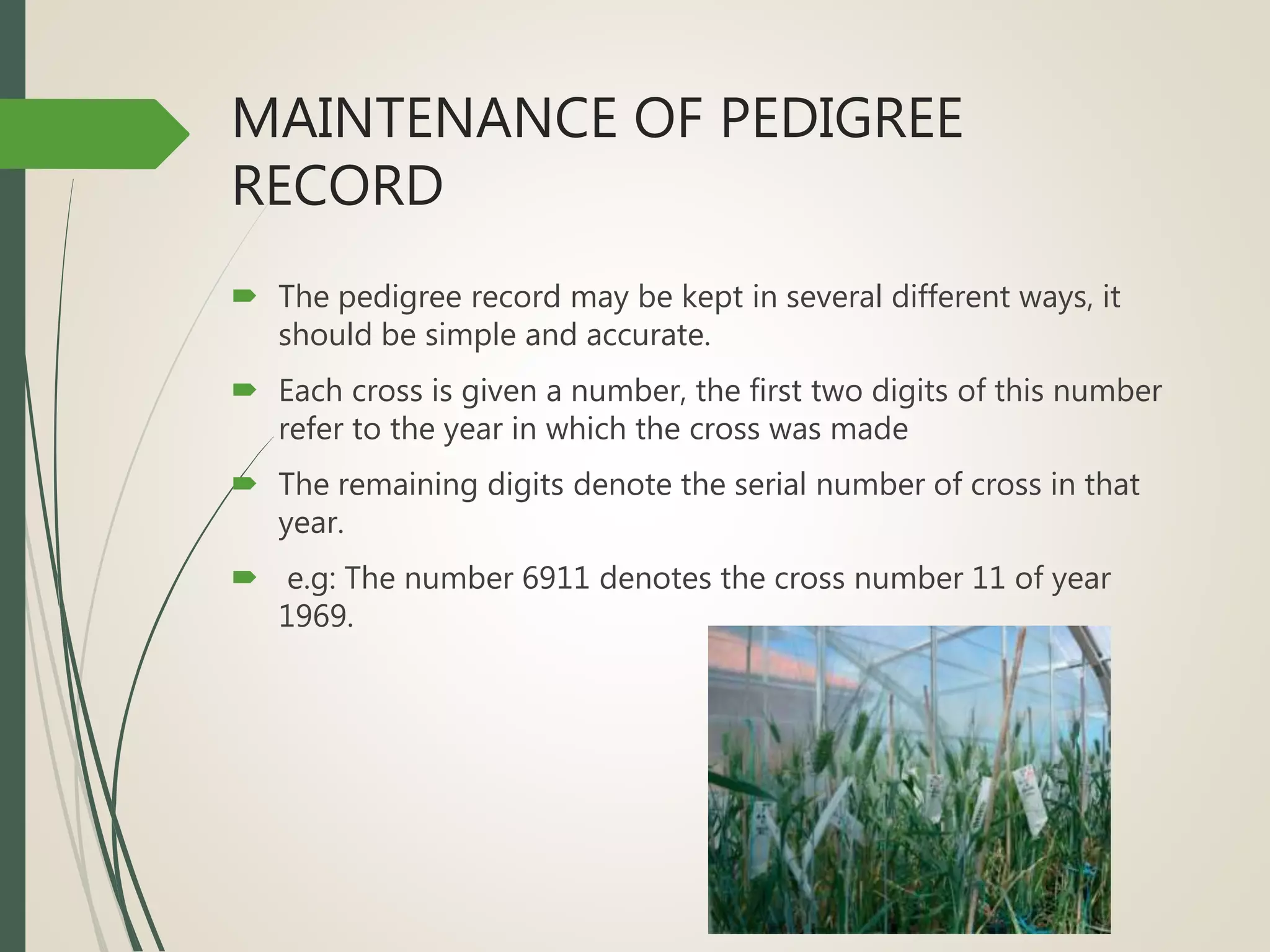 pedigree method | PPTX