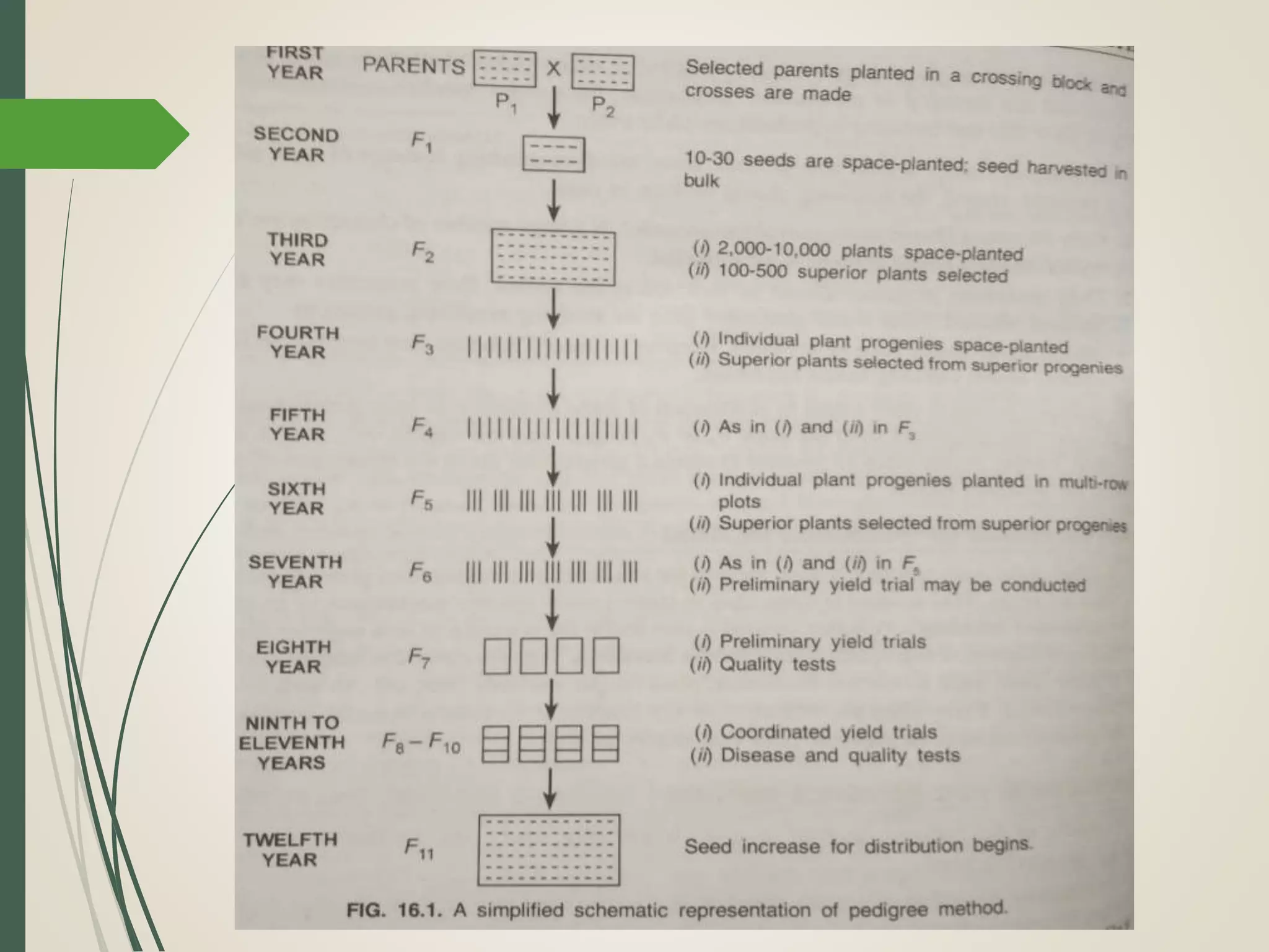pedigree method | PPTX