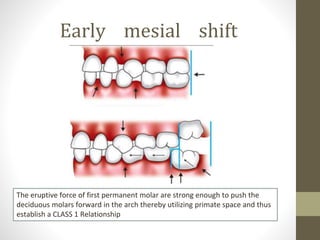 Development of occlusion | PPT