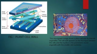 cell wall structure and function | PPTX