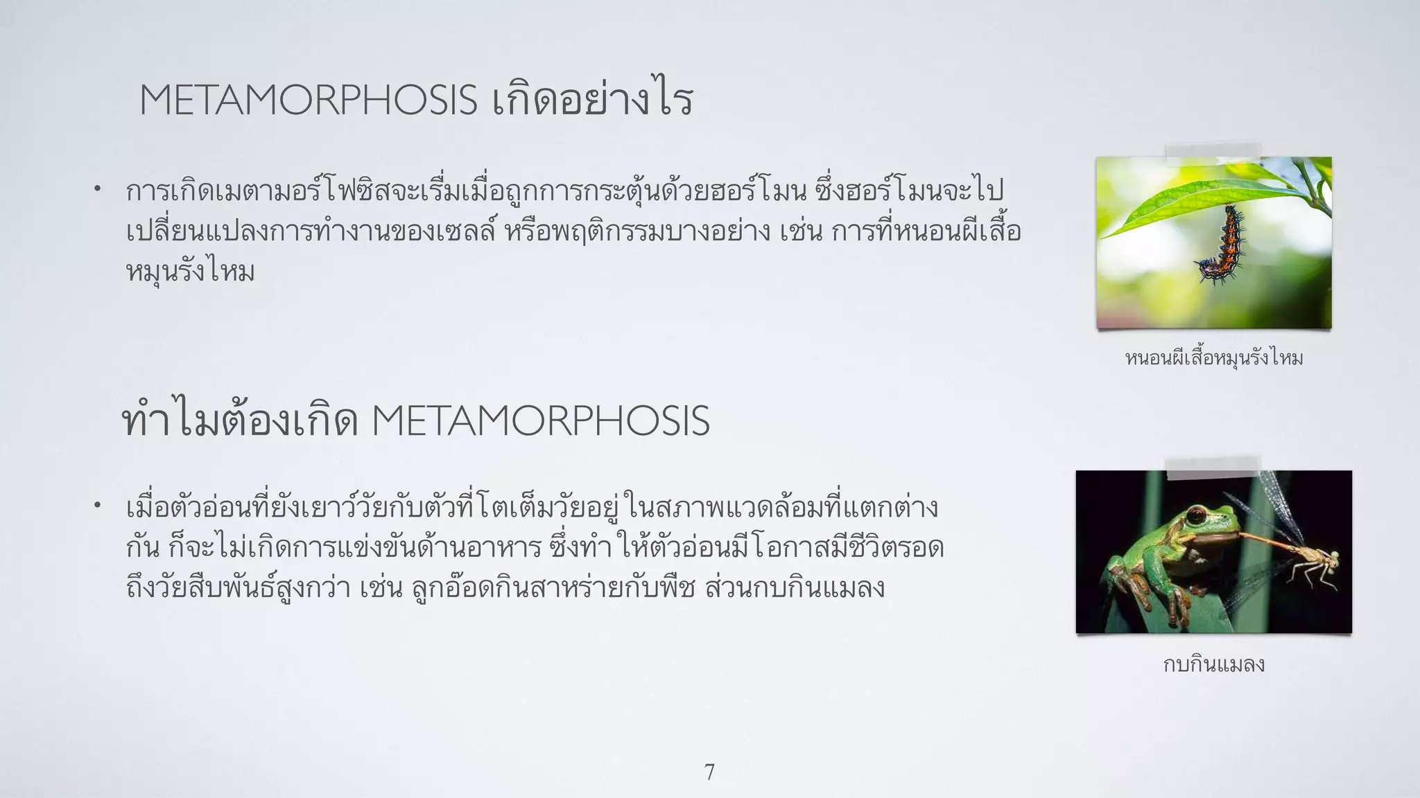 สไลด์กลุ่มที่ 2 ห้อง 336_Metamorphosis.pdf