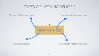 สไลด์กลุ่มที่ 2 ห้อง 336_Metamorphosis.pdf