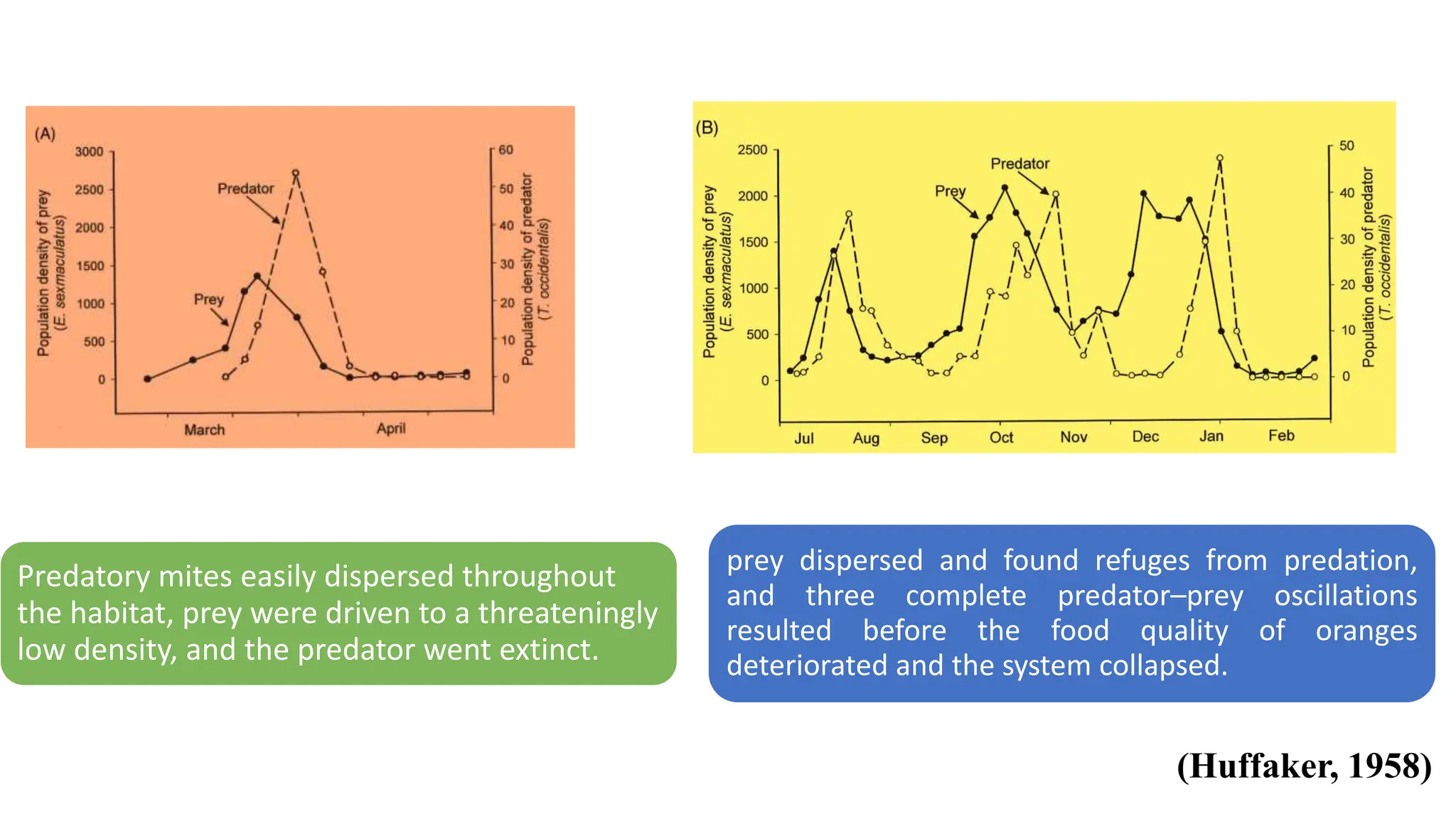 Prey Predator Interactions In Insects Pptx