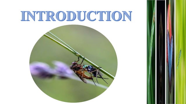 prey predator interactions in insects.pptx | Biological Sciences | Science