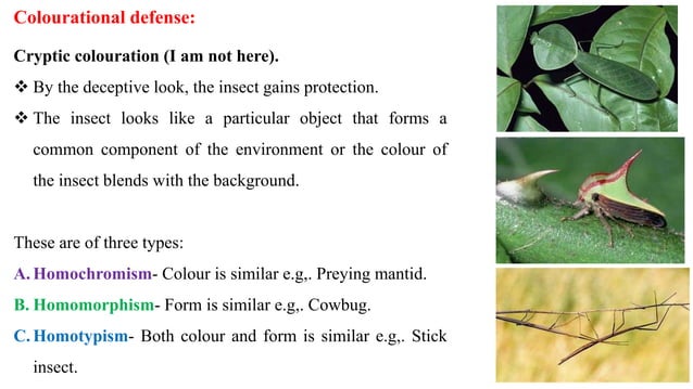 prey predator interactions in insects.pptx | Biological Sciences | Science