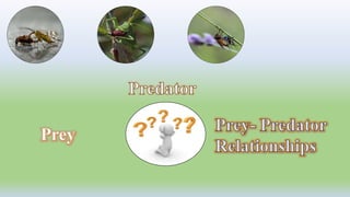 prey predator interactions in insects.pptx