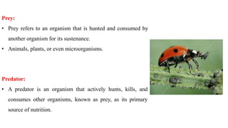 prey predator interactions in insects.pptx