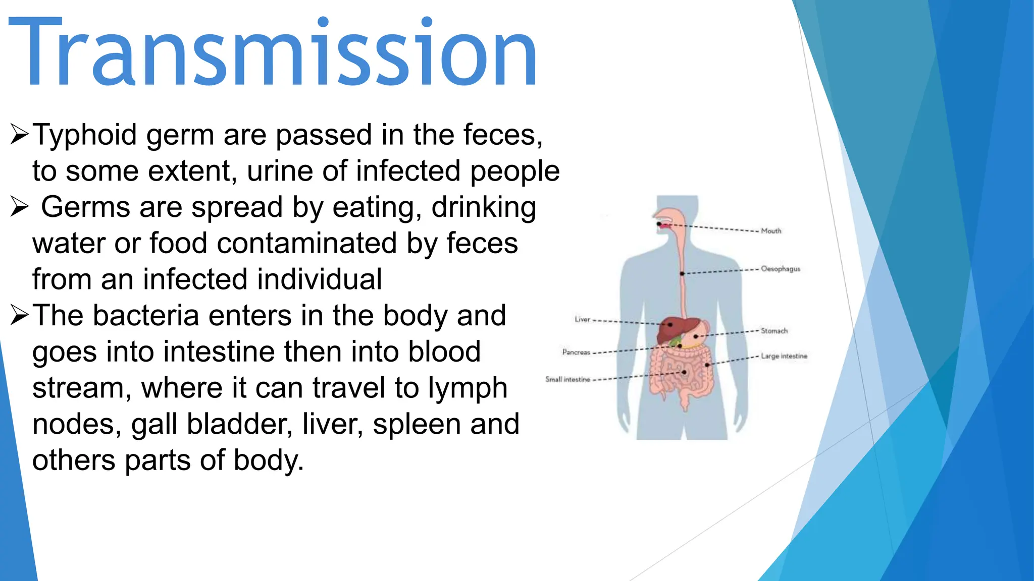 Typhoid Department of Physiotherapy, SHUATS, Prayagraj | PPTX