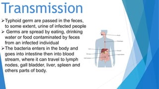 Typhoid Department of Physiotherapy, SHUATS, Prayagraj | PPTX