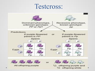Genetics ( The Mendelian and Non-Mendelian) | PPT