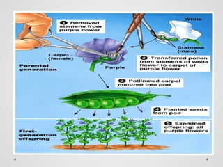 Genetics ( The Mendelian and Non-Mendelian) | PPT