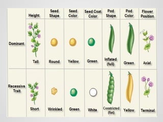 Genetics ( The Mendelian and Non-Mendelian) | PPT