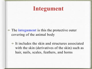Final-ANIMAL FORM AND FUNCTION.pptx